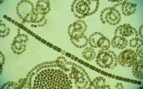 Dinámica espaço-temporal das florações de Microcystis spp ...